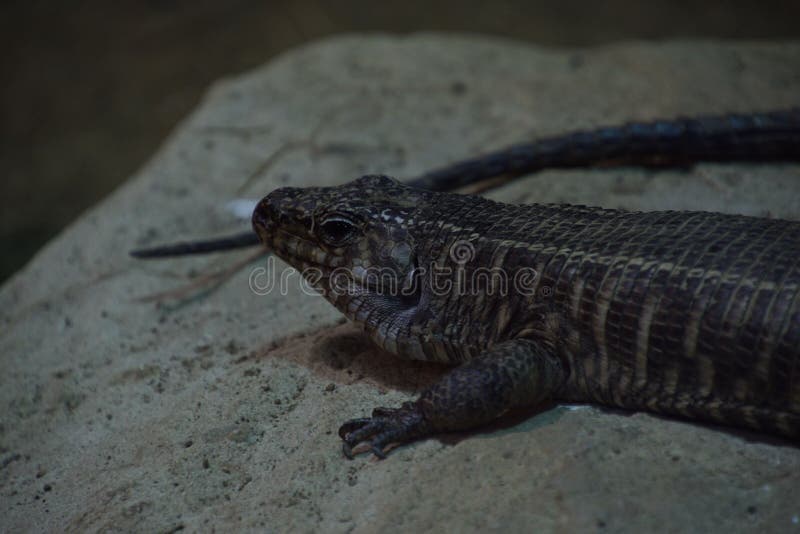 Closeup of a Calm Big Lizard Resting on a Rock Stock Image - Image of ...