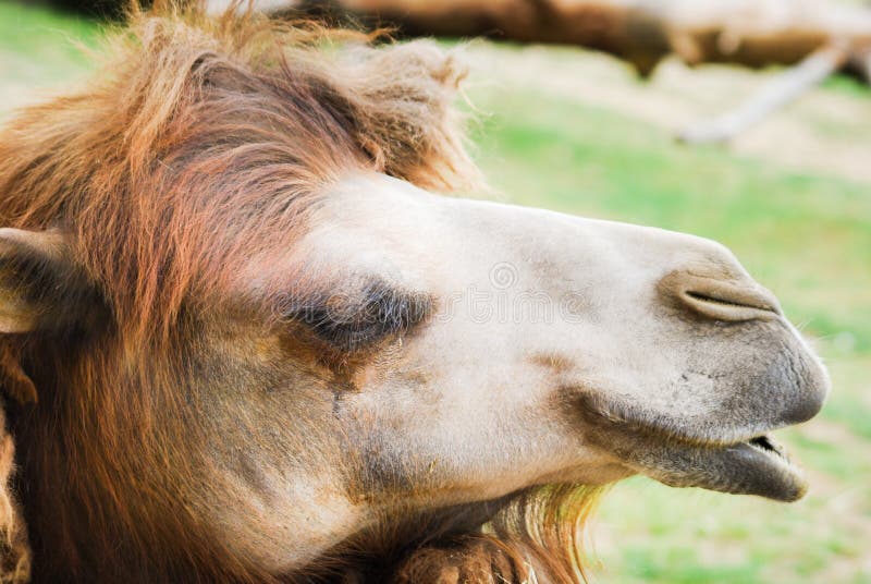 Closeup of a camel muzzle stock image. Image of animal - 156484903