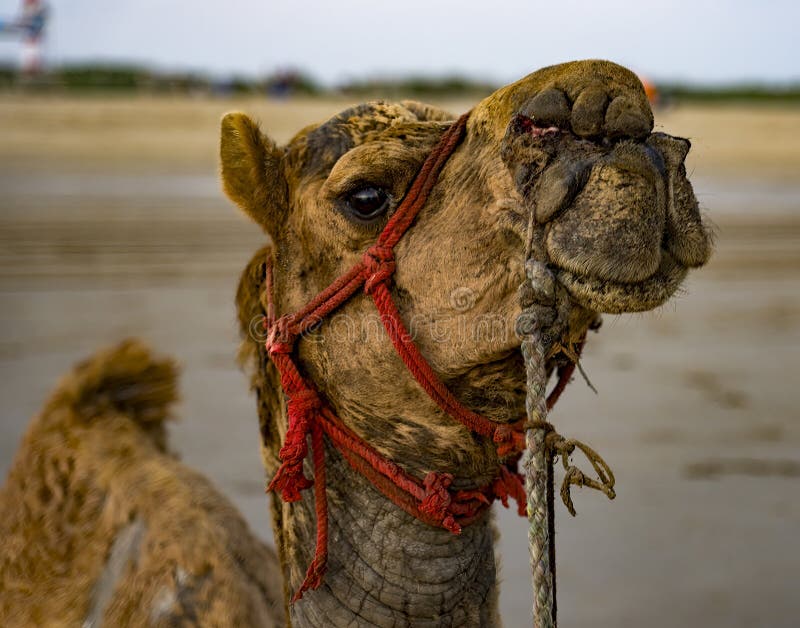 Closeup of a Camel with Red Bridle Stock Photo - Image of wildlife ...