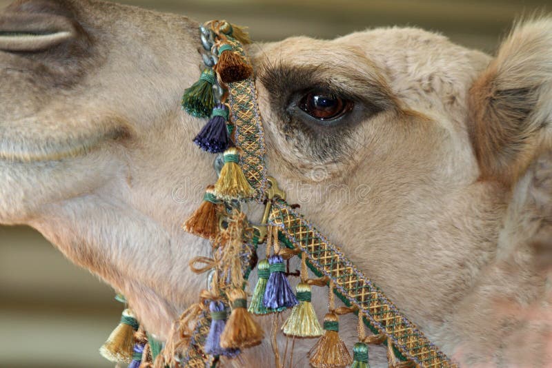 Closeup of a Camel s Eye stock photo. Image of camel - 60407018