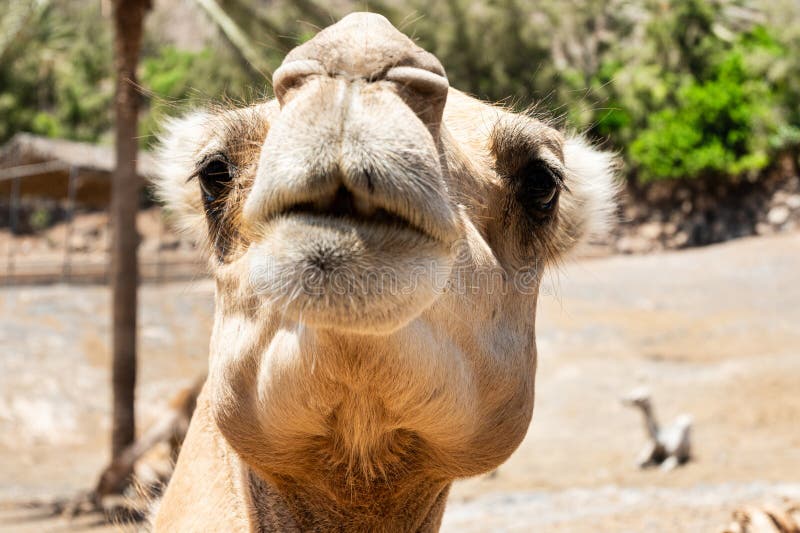 Closeup of a Camel S Nose and Mouth Stock Photo - Image of face, safari ...