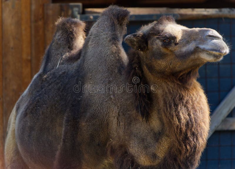 Closeup of a Camel Standing in Front of a Barn during the Day Stock ...