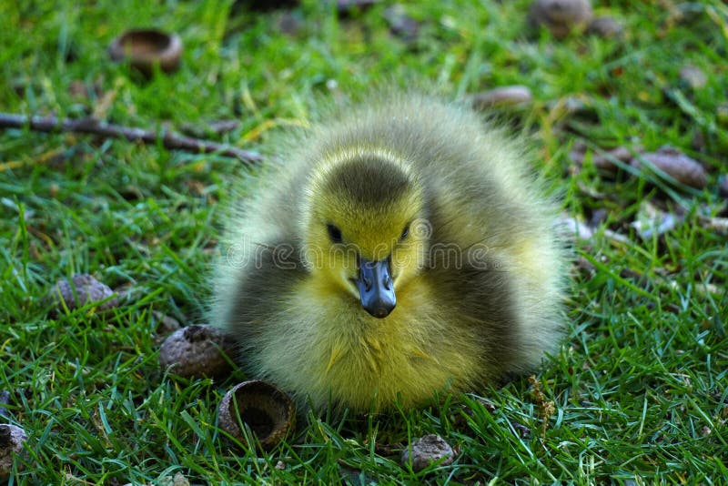 Closeup of a Canada Goose Gosling Stock Image - Image of gosling ...