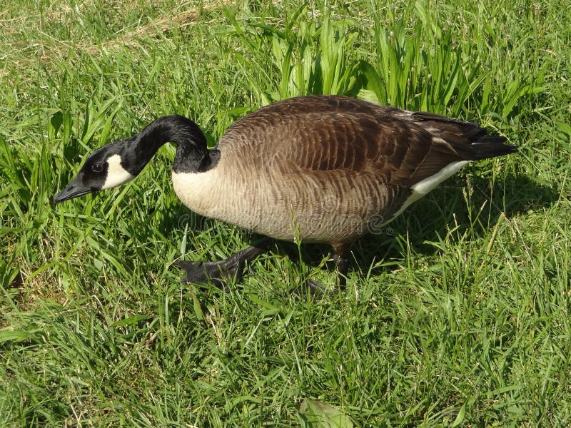 Closeup of a Canadian Goose Grazing Stock Image - Image of goose ...