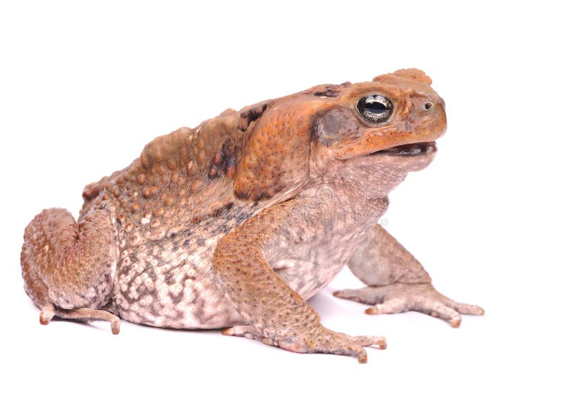Closeup Cane Toad Isolated On White Background Stock Image - Image of ...