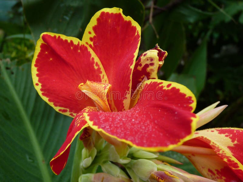Closeup of a Canna Lucifer (Canna Lily) Stock Photo - Image of plant ...