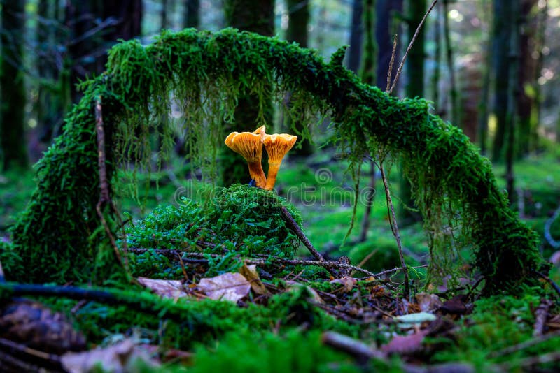 Closeup of Cantharellus Formosus Mushrooms Growing on Rock Covered with ...