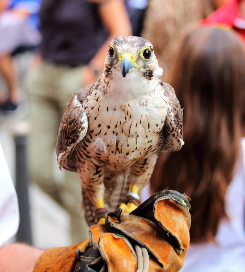 Closeup of Captive Falcon with Its Breeder Stock Photo - Image of ...