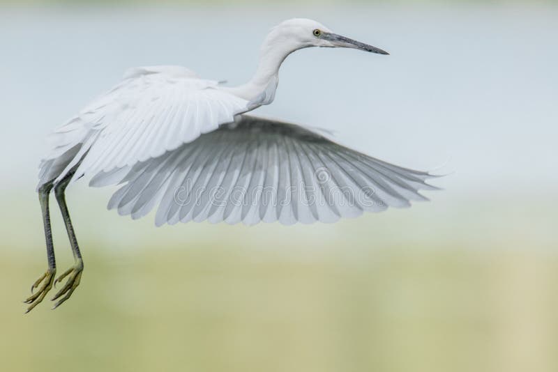 Flying Egret stock image. Image of long, oceanic, anatidae - 111068917