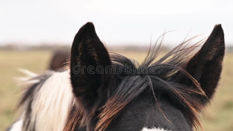 Closeup Captures Black and White Horses Mane and Ears, Highlighting ...