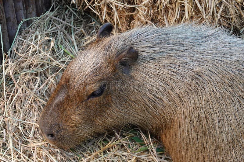 A Closeup Capybara Eating Grass in the Park Stock Photo - Image of ...