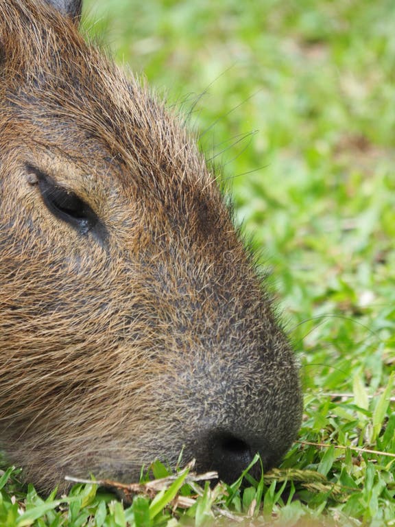 Closeup of a Capybara Head, a Vertical Shot Stock Image - Image of ...