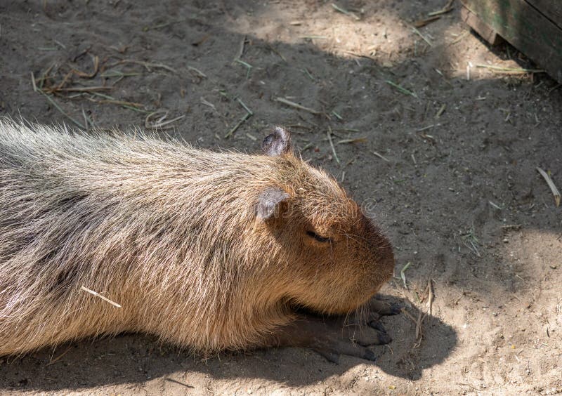 Close Up Capybara Was Sleeping on the Ground Stock Photo - Image of ...
