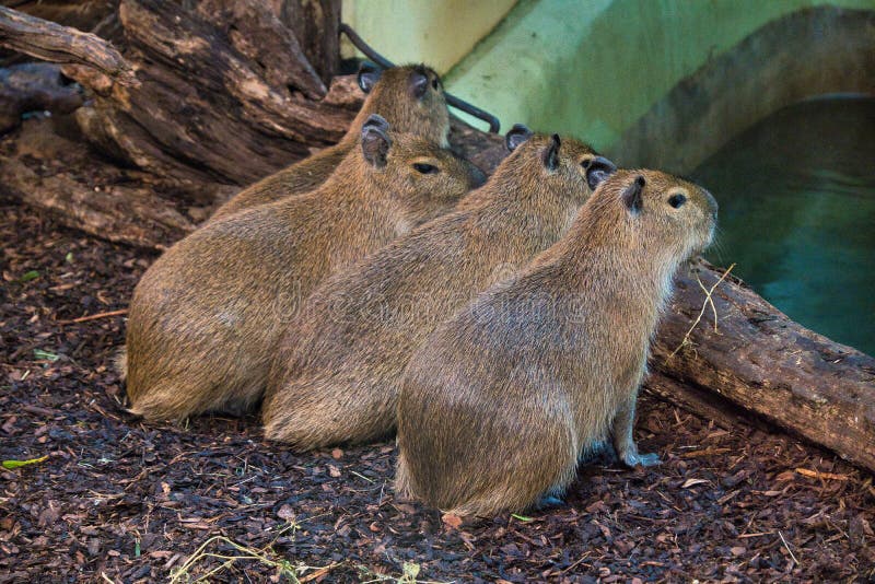 Closeup of Capybaras from Behind Stock Photo - Image of life, mammal ...