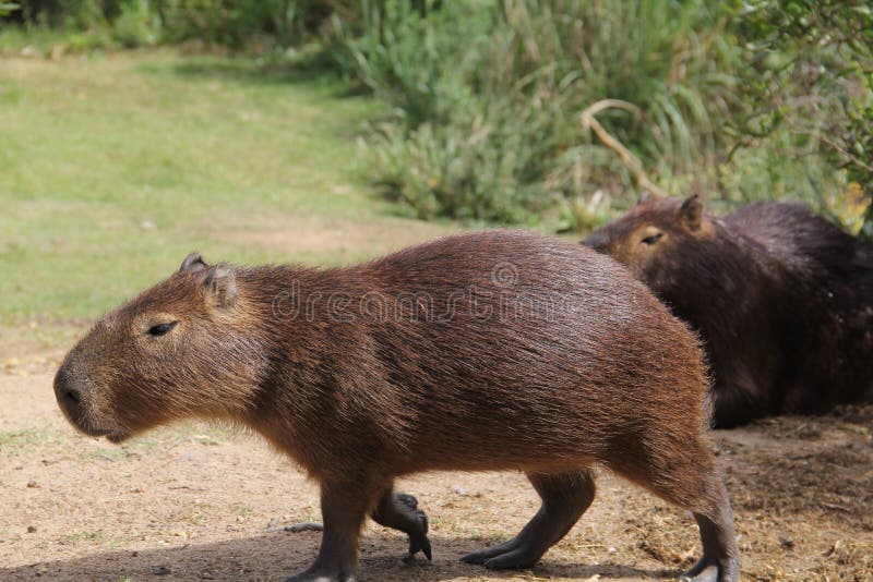 Closeup of Capybaras in a Field Covered in Greenery Under the Sunlight ...