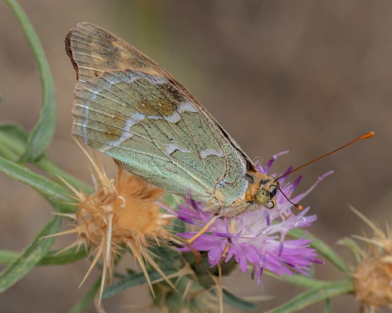 224 Cardinal Butterfly Stock Photos - Free & Royalty-Free Stock Photos ...