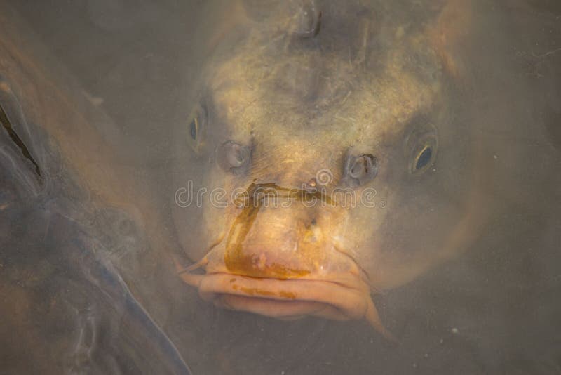 Closeup of a Carp Fish Face on the Water Surface Stock Image - Image of ...