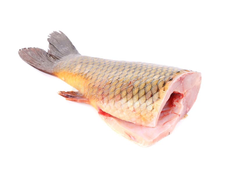 Closeup of carp fish tail. stock photo. Image of fish - 41468748