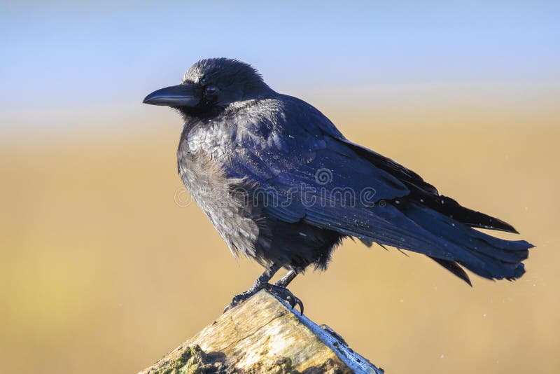 Carrion Crow at the Cobb stock image. Image of cobb - 138263915