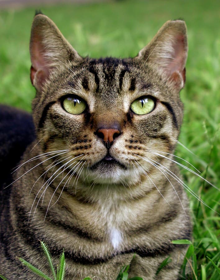 Closeup of a cat stock photo. Image of tabby, cateyes, closeup - 279140
