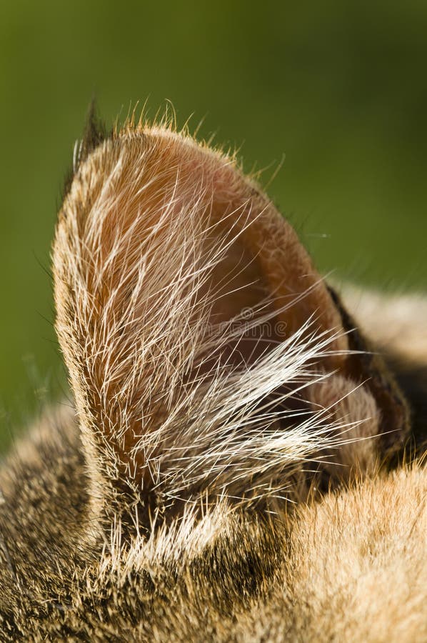 Closeup of a cat ear stock image. Image of close, closeup - 29506165
