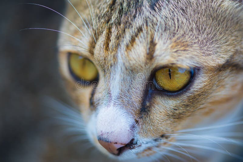 Closeup of Cat Eyes, Cat Face and Look at the Camera. Stock Image ...