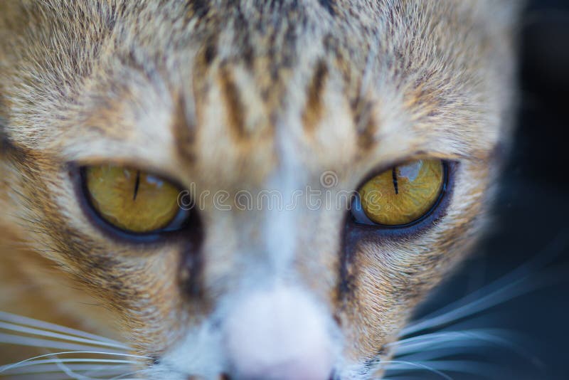 Closeup of Cat Eyes, Cat Face and Look at the Camera. Stock Image ...