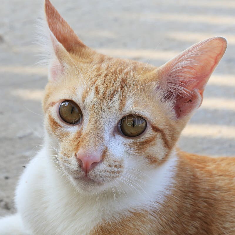 Closeup cat face stock image. Image of looking, feline - 42392685