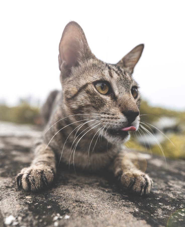 Closeup of a Cat meowing stock image. Image of kitty - 123431777