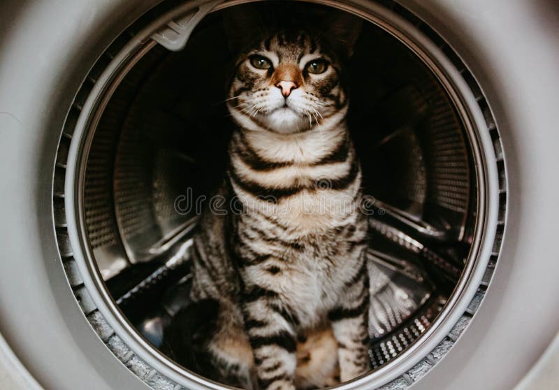 Closeup of a Cat Sitting Inside a Washing Machine Stock Image - Image ...