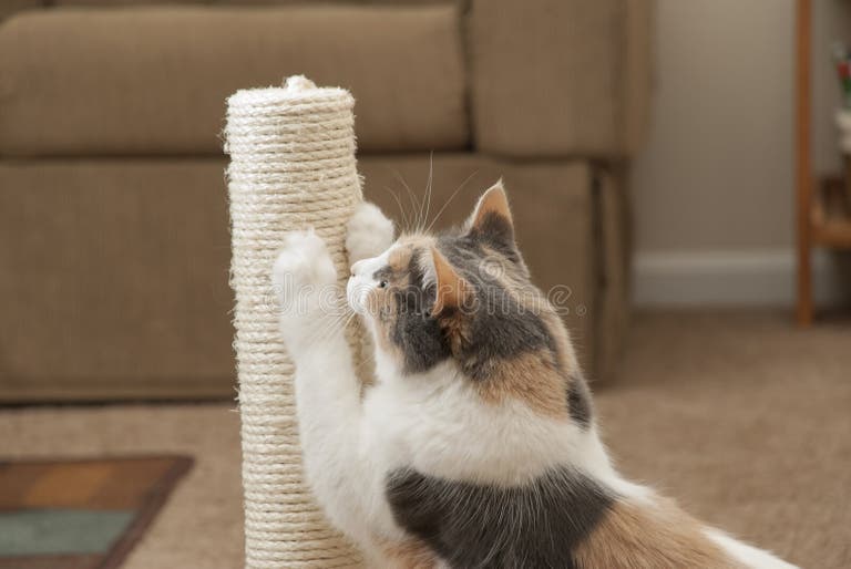 Closeup of Cat Using Scratching Post Stock Photo - Image of pretty ...