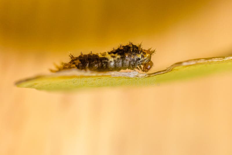 Closeup of Caterpillar of Common Lime Butterfly. Stock Image - Image of ...