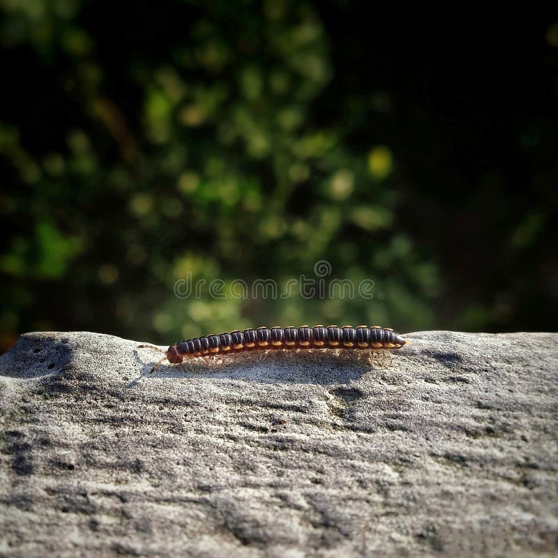 Closeup of a Caterpillar Insect Moving on the Edge of a Building Wall ...