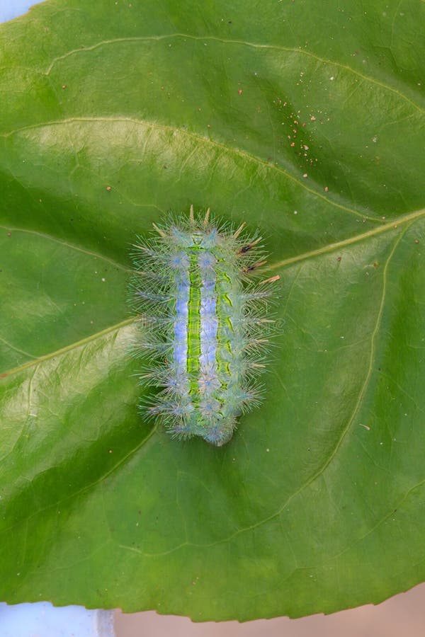 Closeup Caterpillar on Leaf Stock Photo - Image of lepidoptera, leaf ...