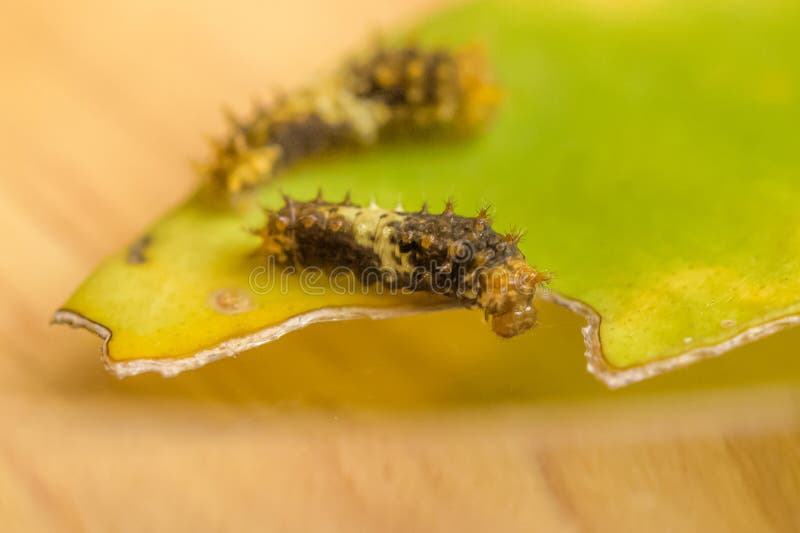 700 Baby Larvae Stock Photos - Free & Royalty-Free Stock Photos from ...