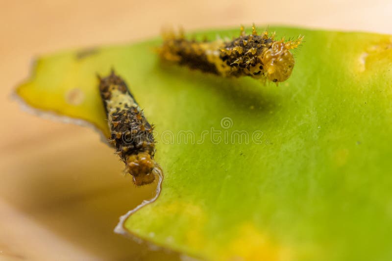Closeup of Caterpillars of Common Lime Butterfly. Stock Image - Image ...