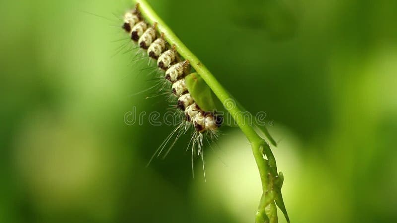 Closeup of Caterpillars Eating Leaves on a Plant Stock Video - Video of ...
