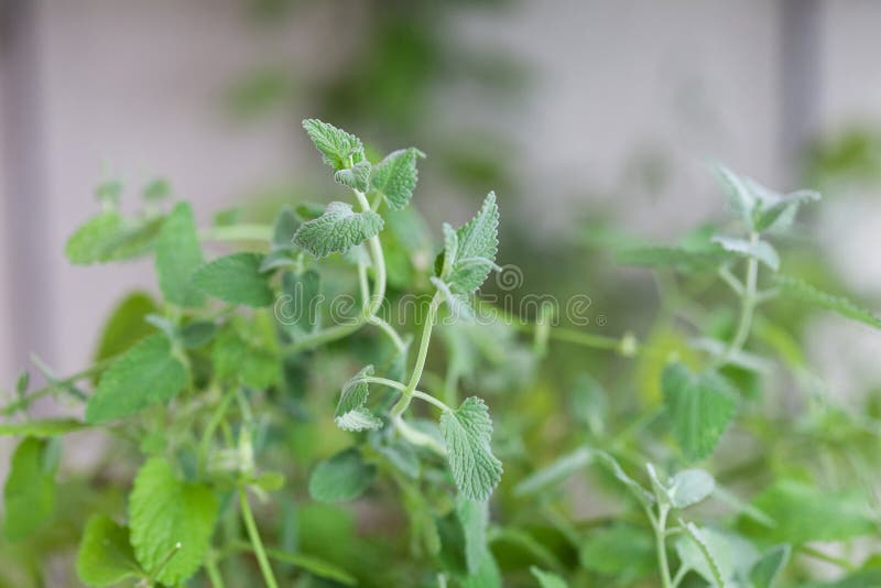 Closeup of Catnip on Green Background Stock Photo - Image of medicinal ...
