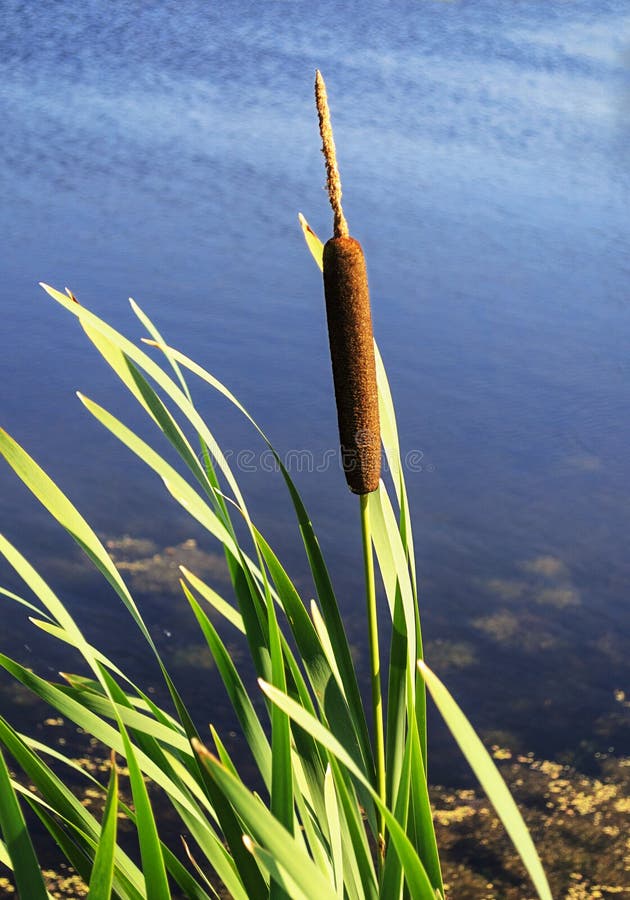Cattail Water Plants Reflecting on the Surface of a Pond in Thailand ...