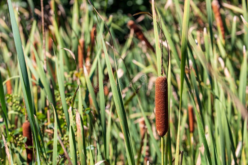 Closeup of Cattails in a Field Outdoors during Day Stock Image - Image ...