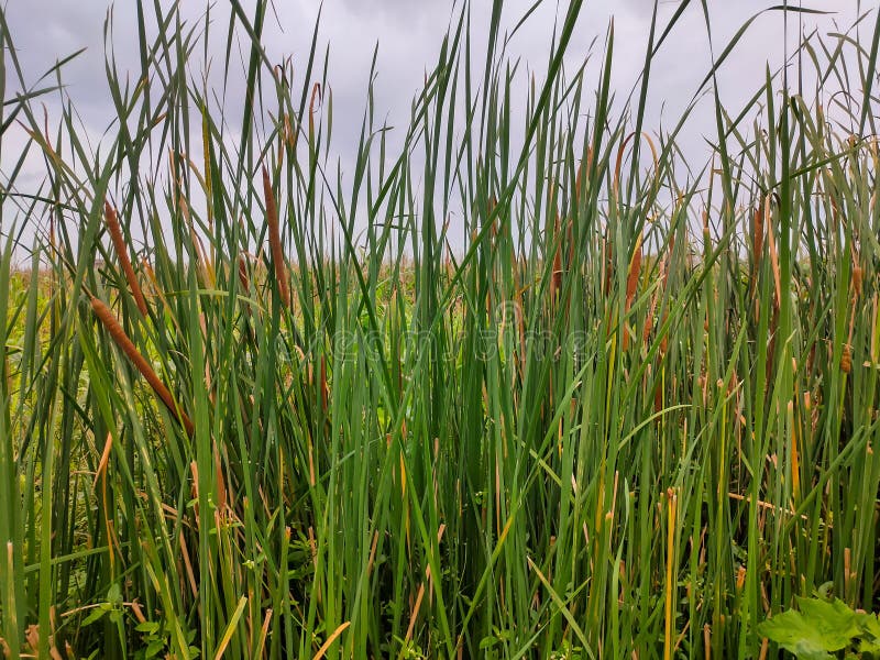 Closeup of Cattails and Reed. Stock Image - Image of pond, environment ...