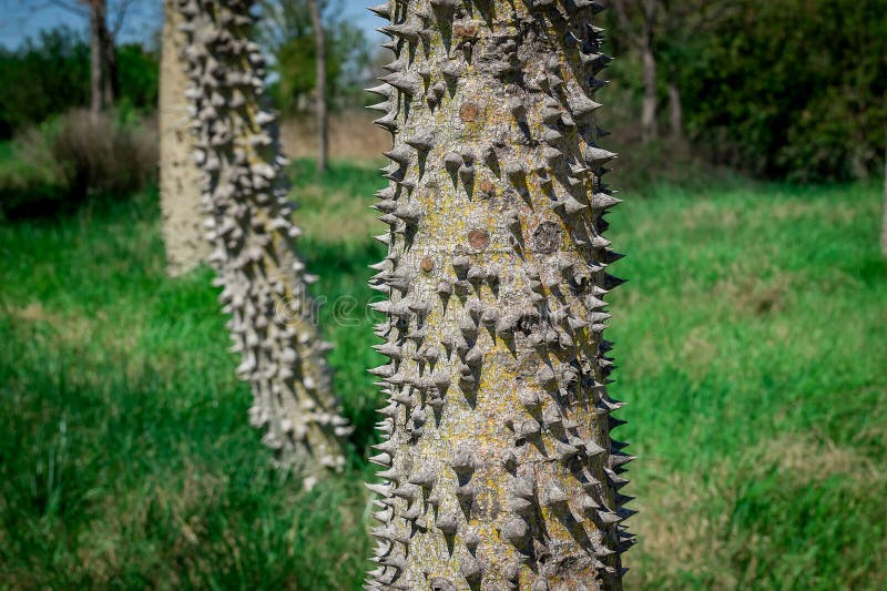 Closeup of Ceiba Tree Thorn Trunk Stock Image - Image of perspective ...