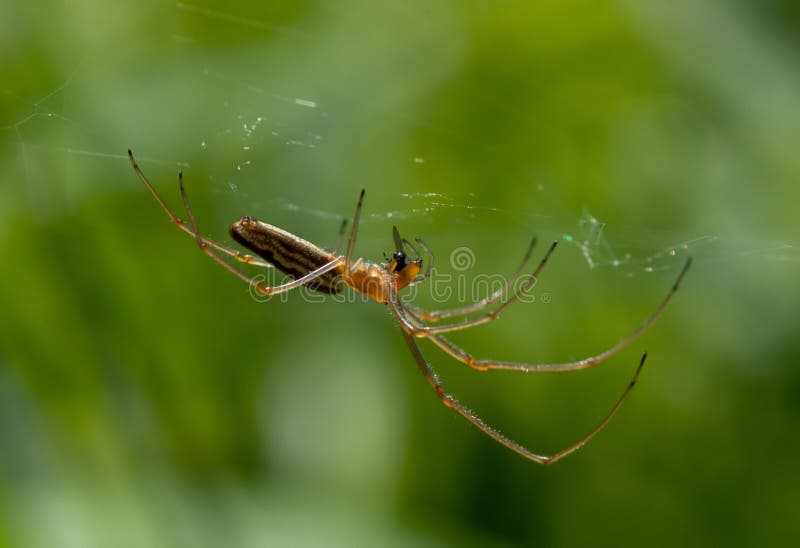 Closeup of a Cellar Spider Making a Web in Wilderness on a Blurry Green ...