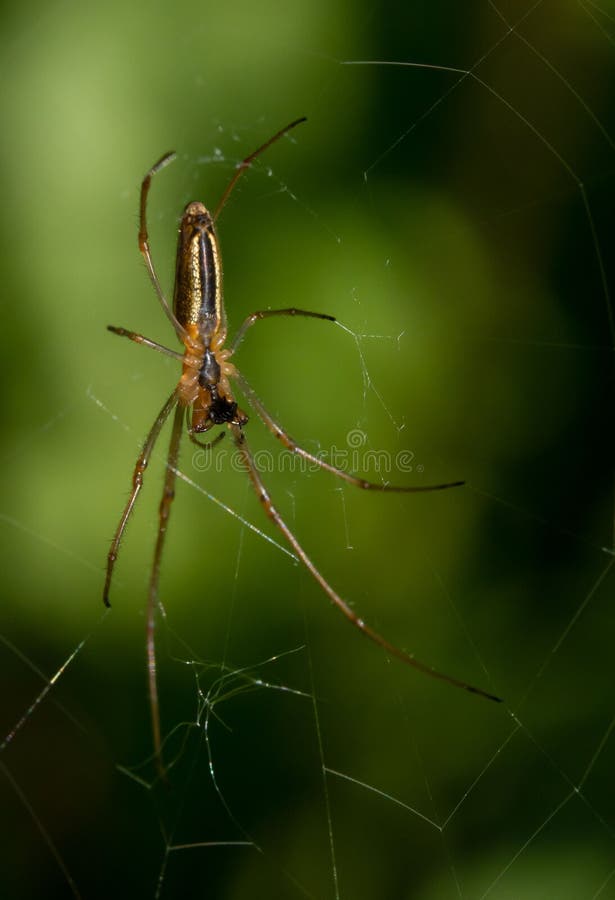 Closeup of a Cellar Spider Making a Web in Wilderness on a Blurry Green ...