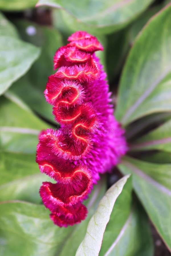 Closeup of a Celosia Pink Coral Like Flower Stock Photo - Image of ...