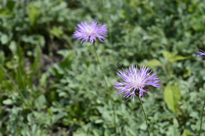 Centaurea Bella with Light Violet Flowers Stock Photo - Image of garden ...