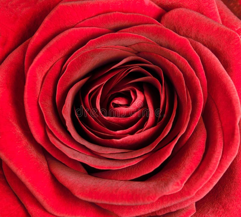 Closeup on Center of Beautiful Red Rose Stock Image - Image of ...