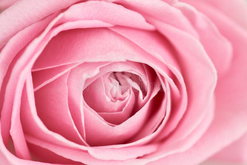 Closeup Center of Soft Pink Rose Stock Photo - Image of wedding ...
