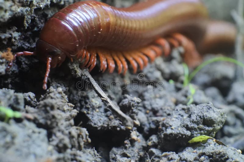 Closeup of a Centipede Arthropod on the Ground Stock Photo - Image of ...
