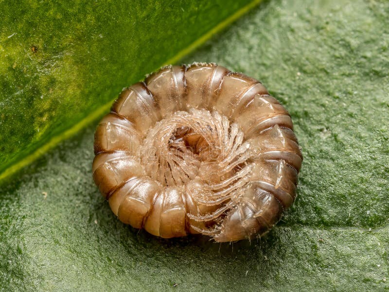 Centipede Curled Up on on Green Leaf Stock Image - Image of body ...